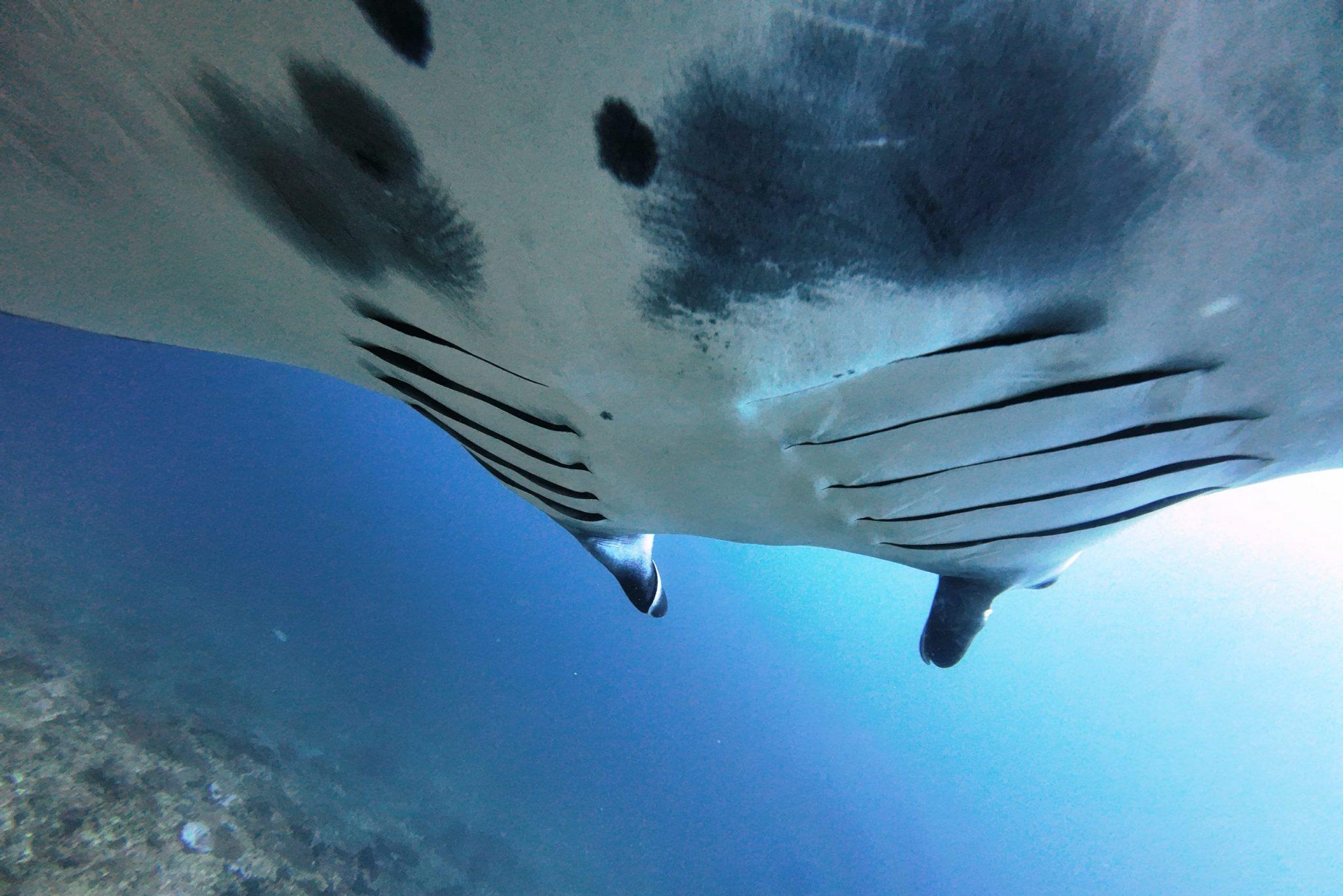 Manta rays, the dancers of the ocean - Terra Cultura