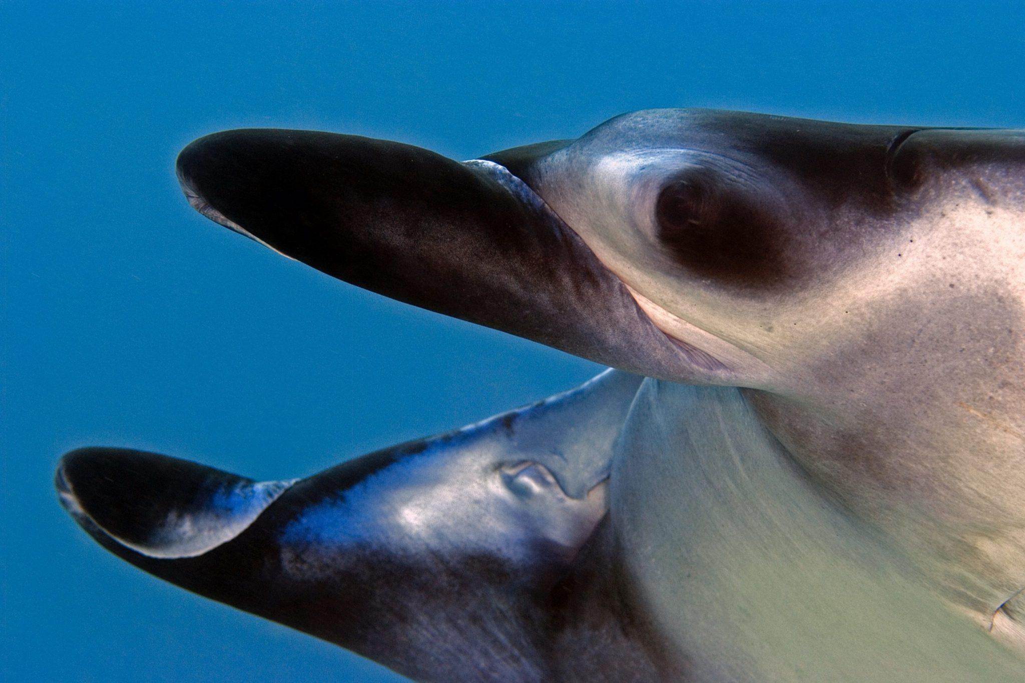 Manta rays, the dancers of the ocean - Terra Cultura