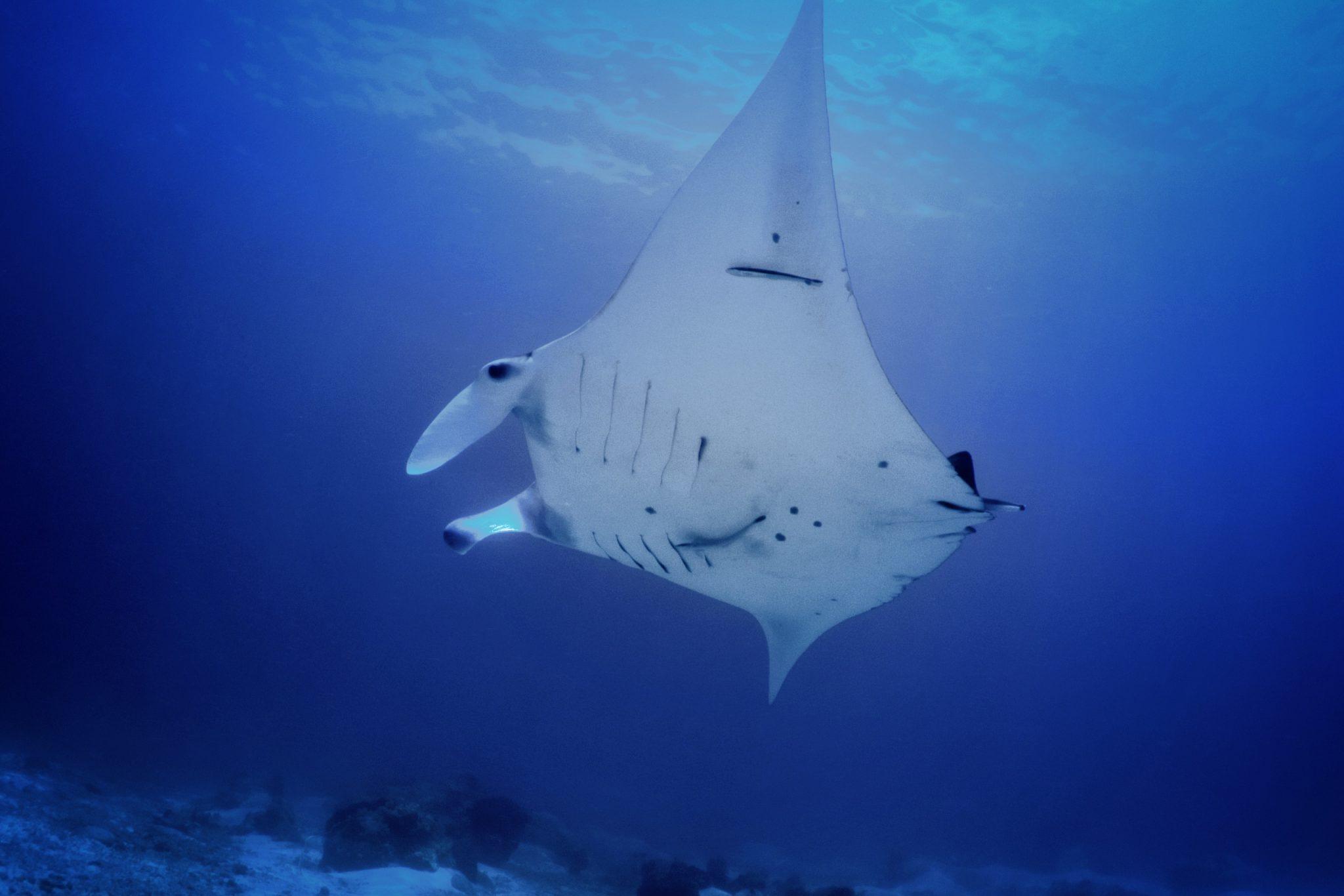 Manta rays, the dancers of the ocean - Terra Cultura