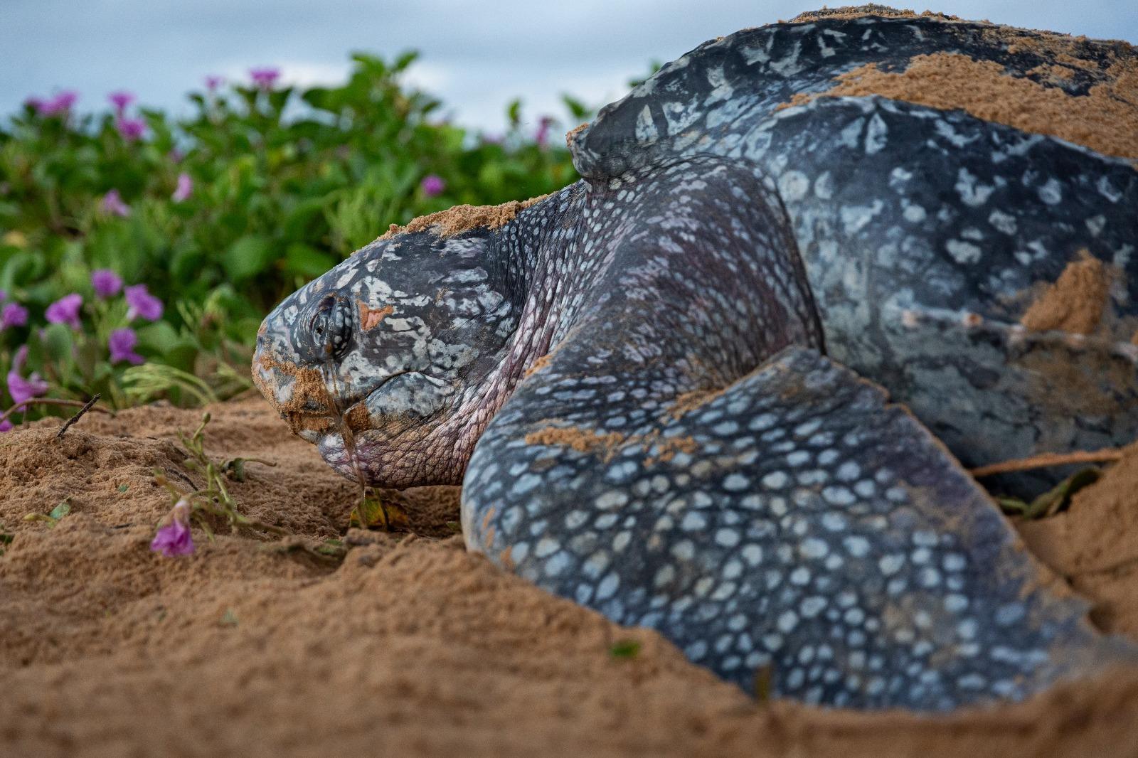 Leatherback turtle: French Guiana at the heart of its conservation ...