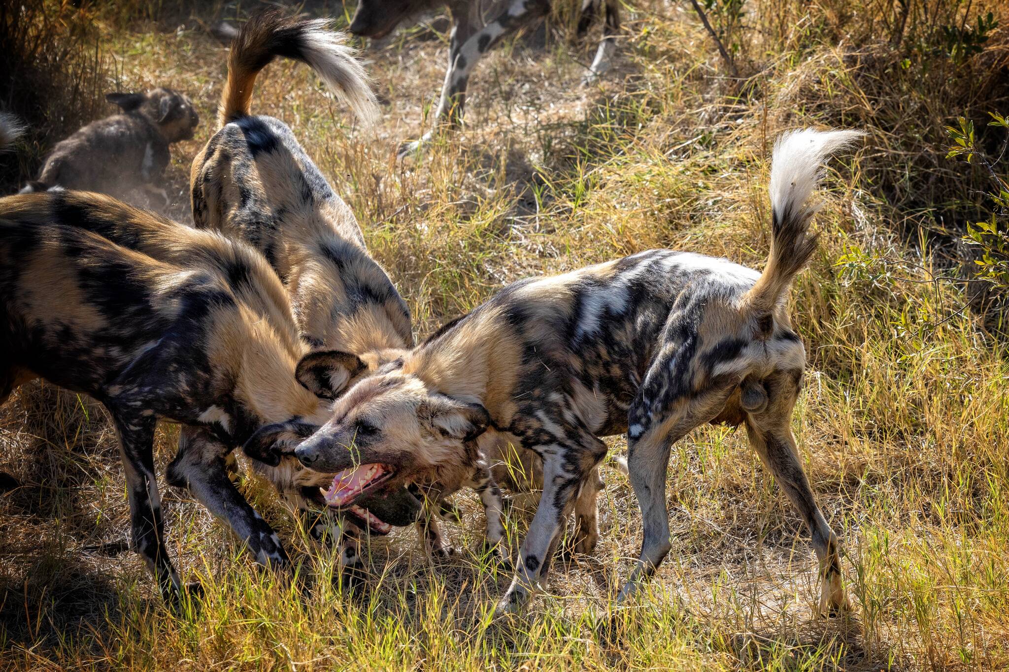 African Wild Dogs And Their Hunting Prowess In The Savannah - Terra Cultura