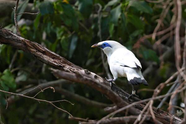 The Bali Starling: A Critically Endangered Endemic Bird - Terra Cultura