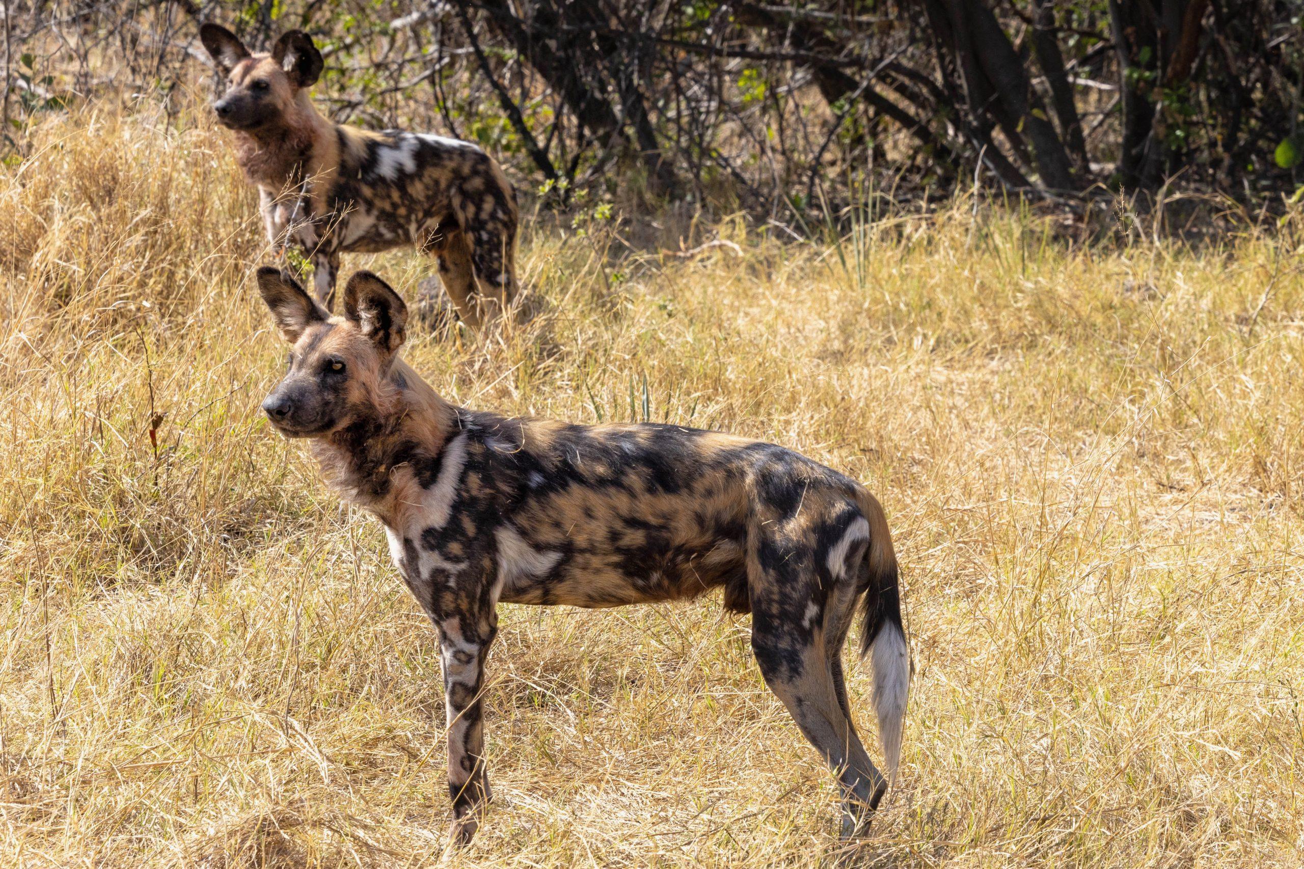 African Wild Dogs And Their Hunting Prowess In The Savannah - Terra Cultura
