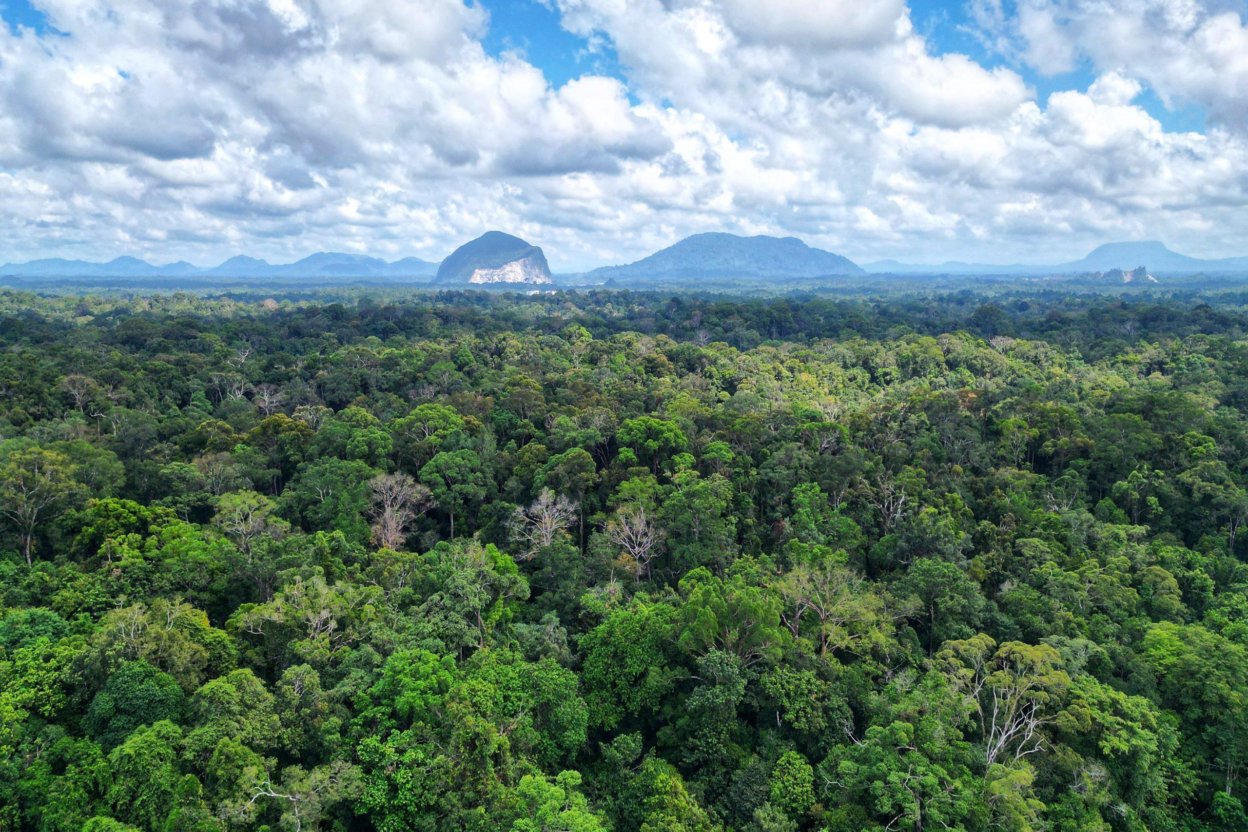 Why Is The Borneo Rainforest Important To The Ecosystem Infoupdate Why Is The Borneo Rainforest Important To The Ecosystem Infoupdate