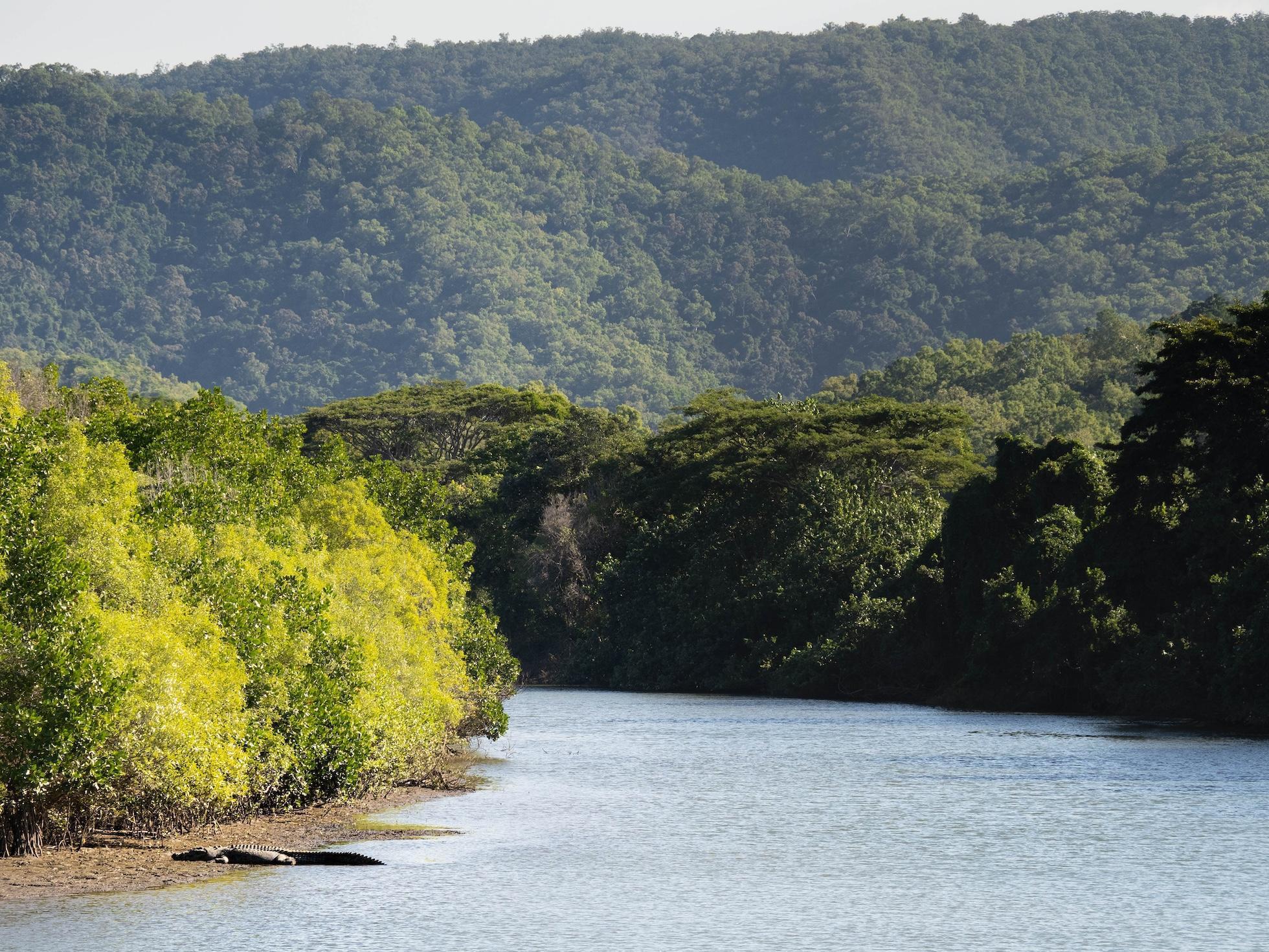 The Marine Crocodile: Giant of Australian Estuaries