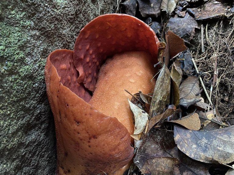 Rafflesia: The Giant Flower That Defies Nature - Terra Cultura
