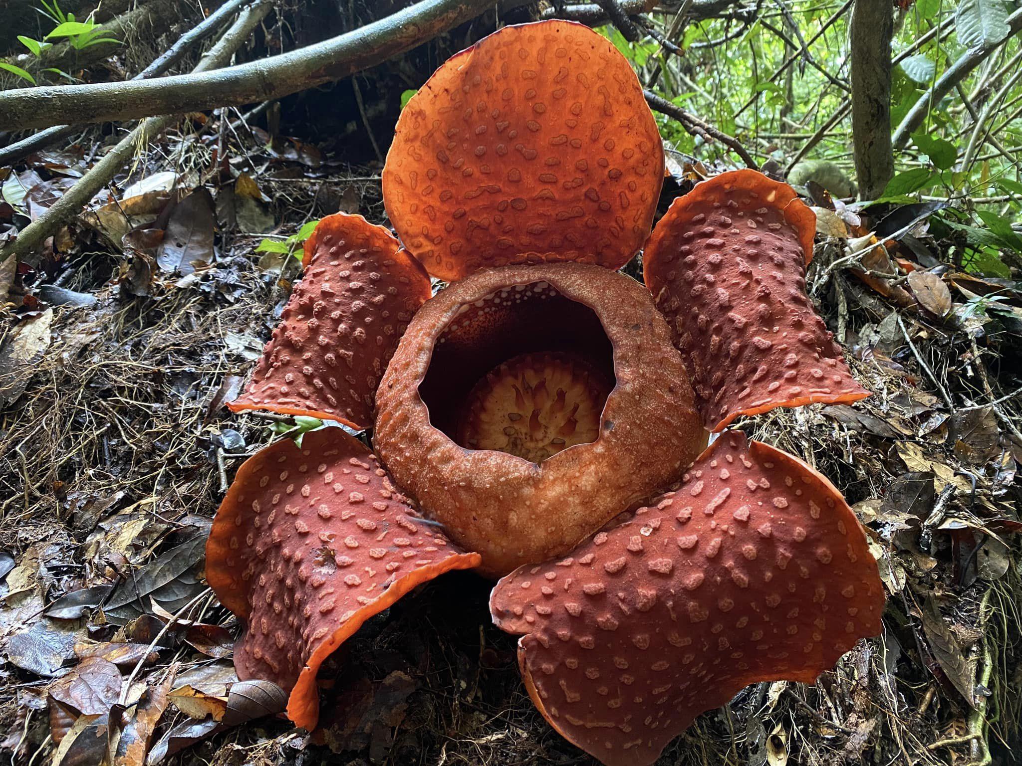 Rafflesia: The Giant Flower That Defies Nature - Terra Cultura