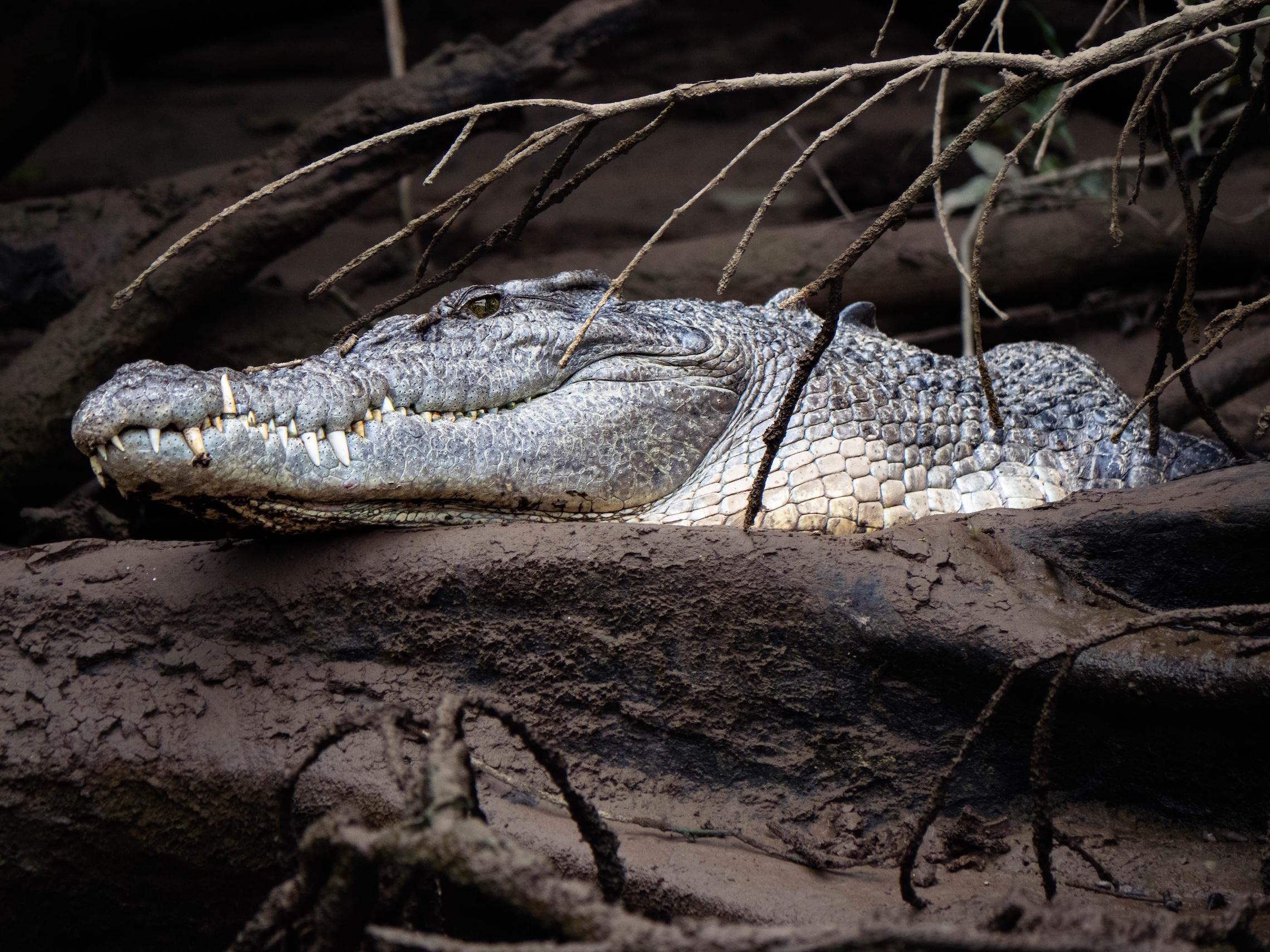 The Marine Crocodile: Giant of Australian Estuaries