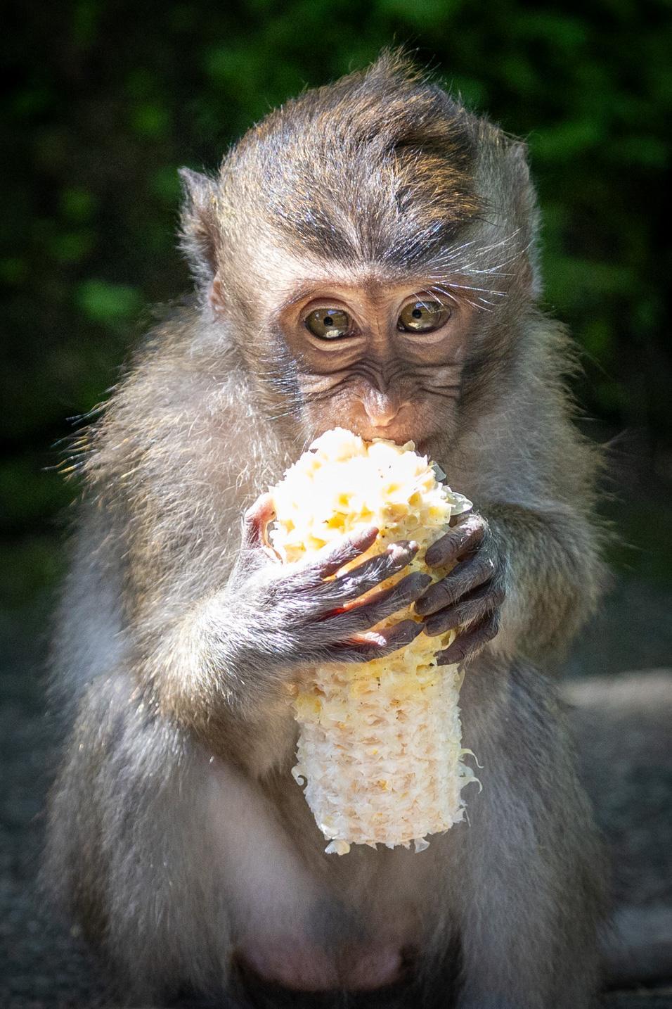 Crab-eating Macaques: Habitat, Behaviour and Ecological Role - Terra ...