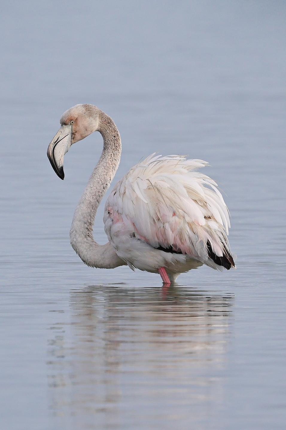 Flamant Rose: Un Echassier au Plumage Flamboyant - Terra Cultura