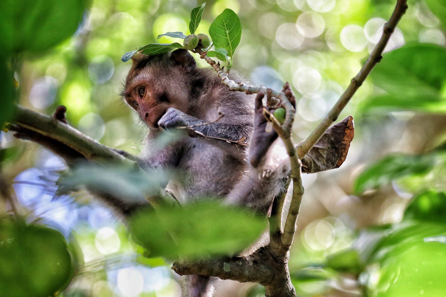 Crab-eating Macaques: Habitat, Behaviour and Ecological Role - Terra ...