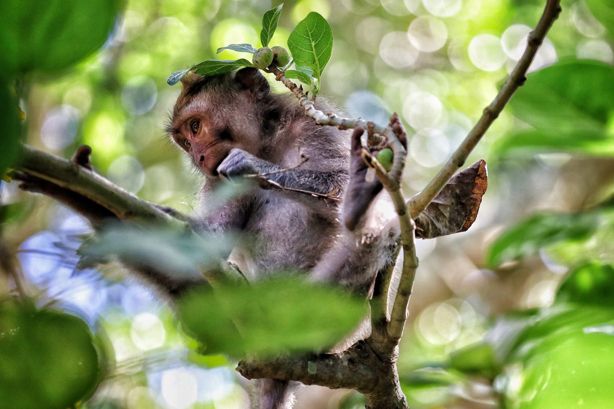 Crab-eating Macaques: Habitat, Behaviour and Ecological Role - Terra ...