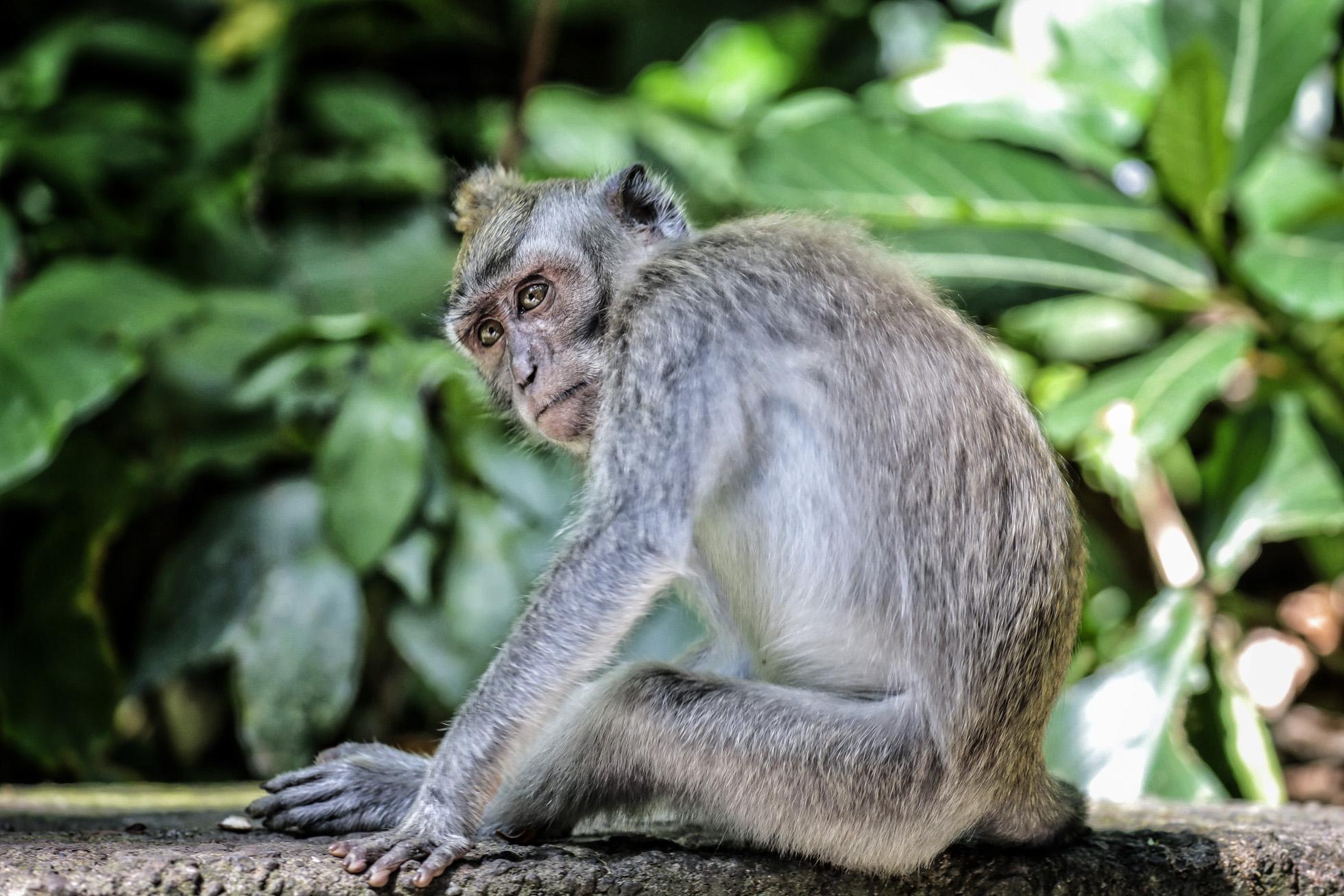Macaques Crabiers : Habitat, Comportement et Rôle Écologique - Terra ...