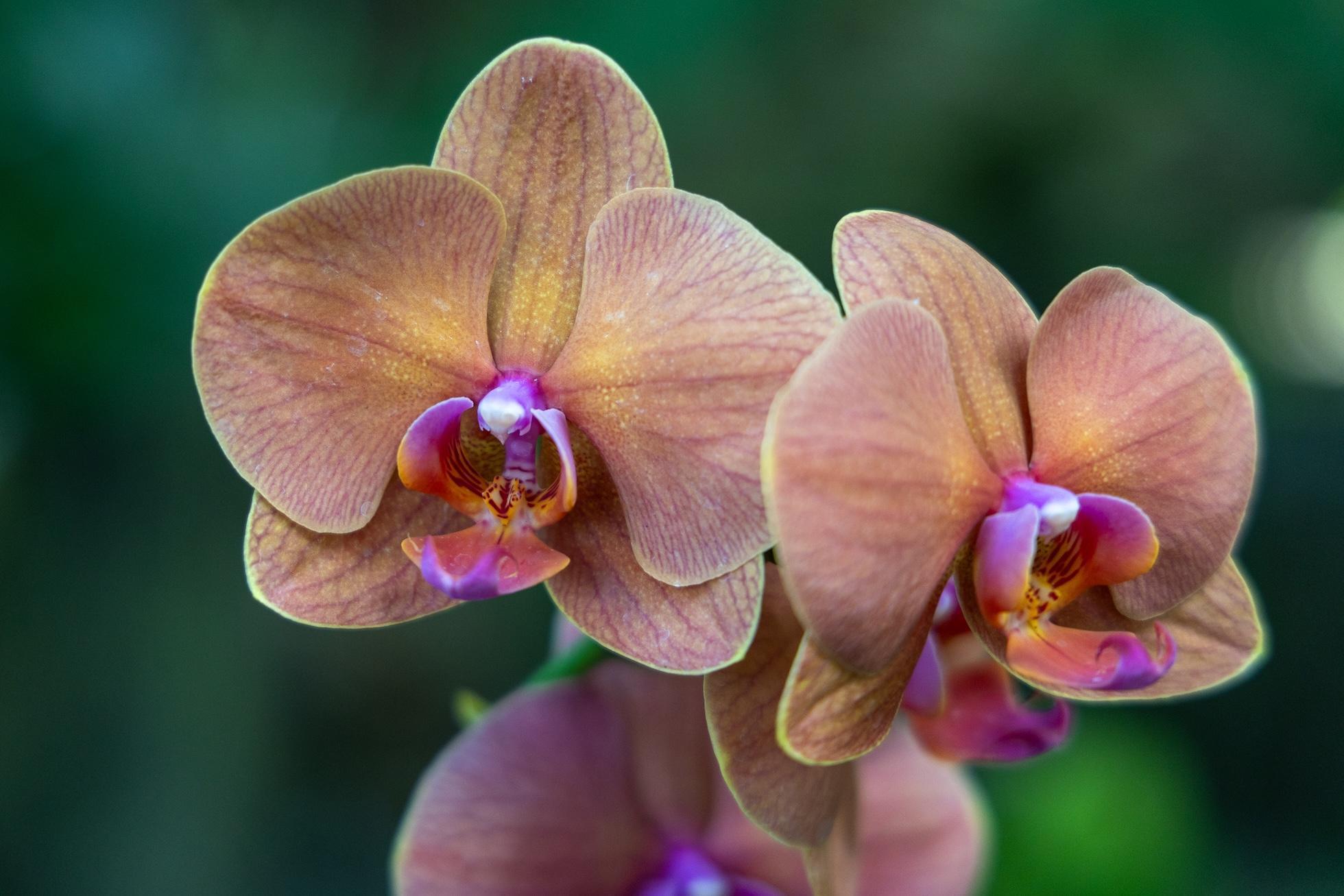 Wild Orchids: Botanical Journey Across the Continents - Terra Cultura