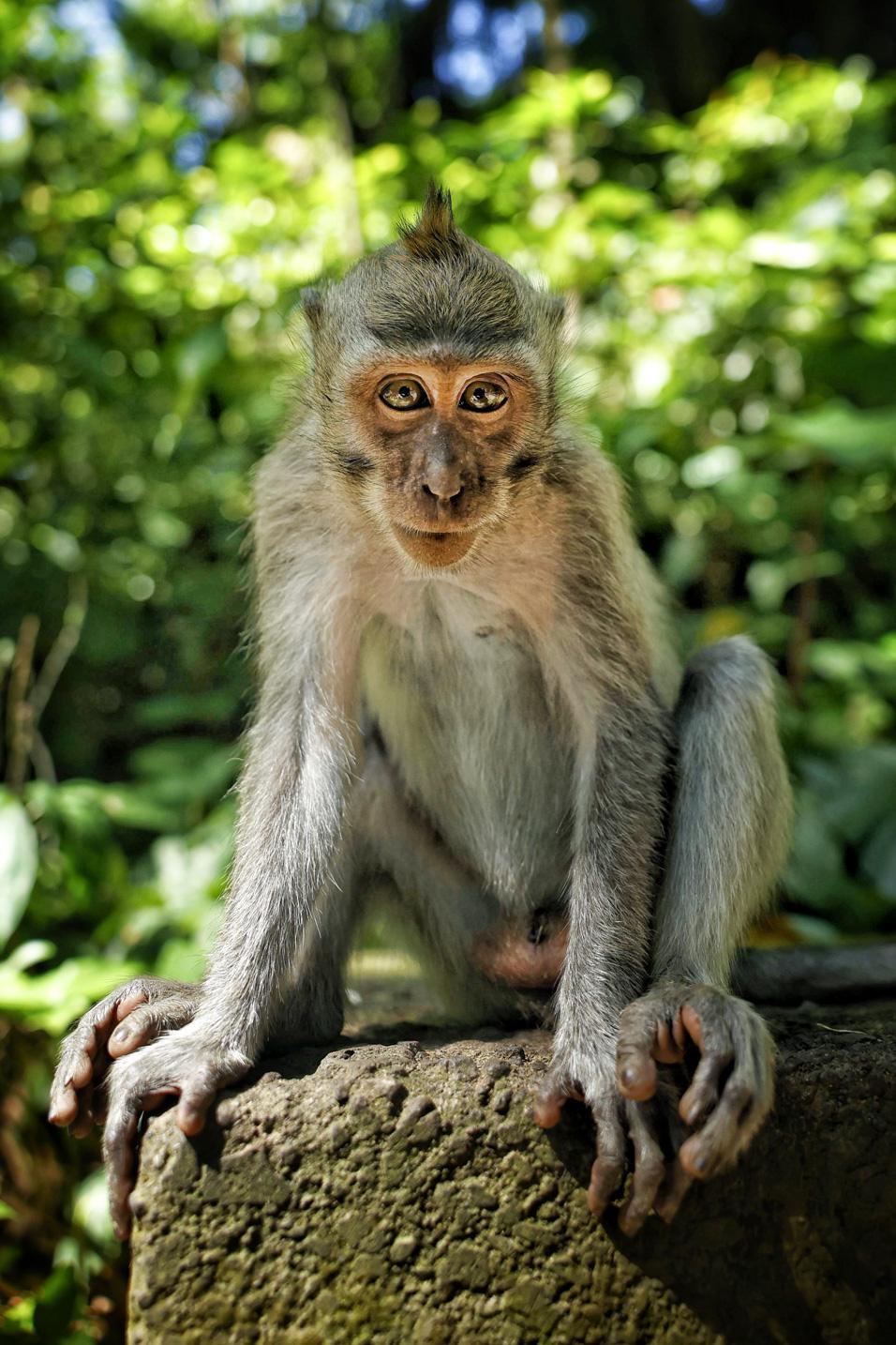 Crab-eating Macaques: Habitat, Behaviour and Ecological Role - Terra ...
