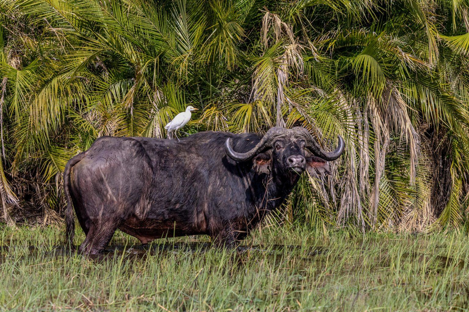 Africa's Big Five: Masters of the African Savannah - Terra Cultura