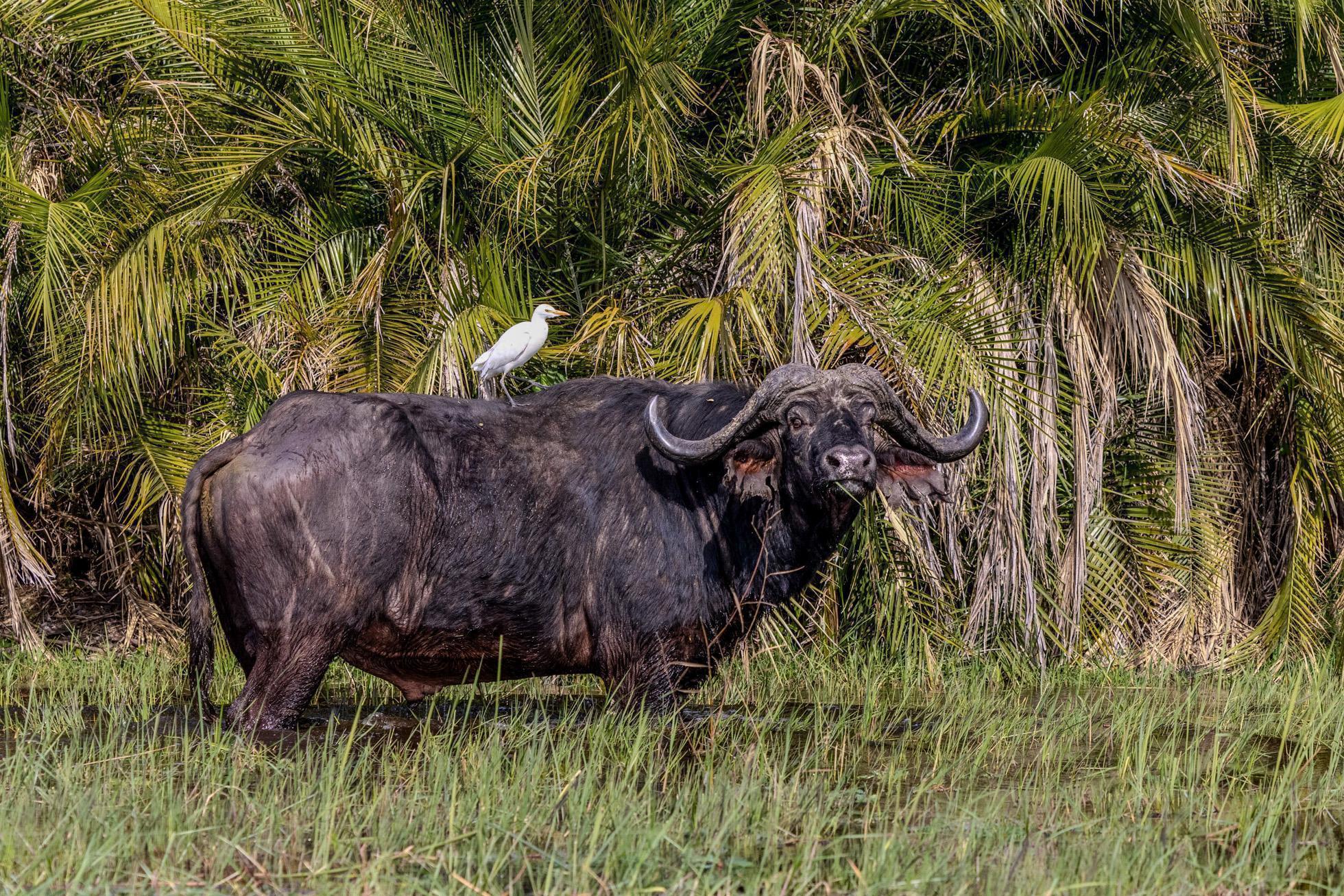 Les Big Five d’Afrique : Les Maîtres de la Savane Africaine - Terra Cultura