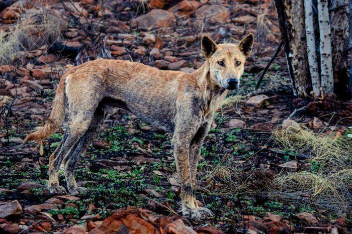 The dingo: Australia's iconic predator - Terra Cultura
