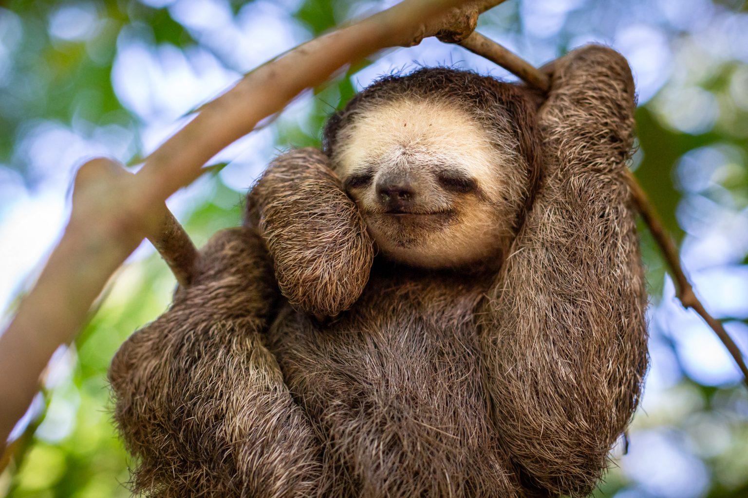 The three-toed sloth, the smile of the Amazon - Terra Cultura
