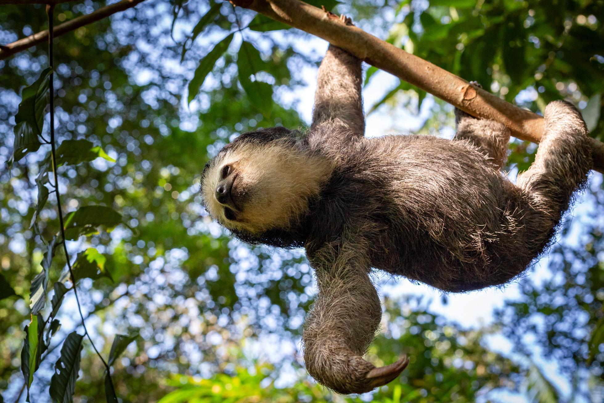 Le paresseux à trois doigts, le sourire de l’Amazonie - Terra Cultura