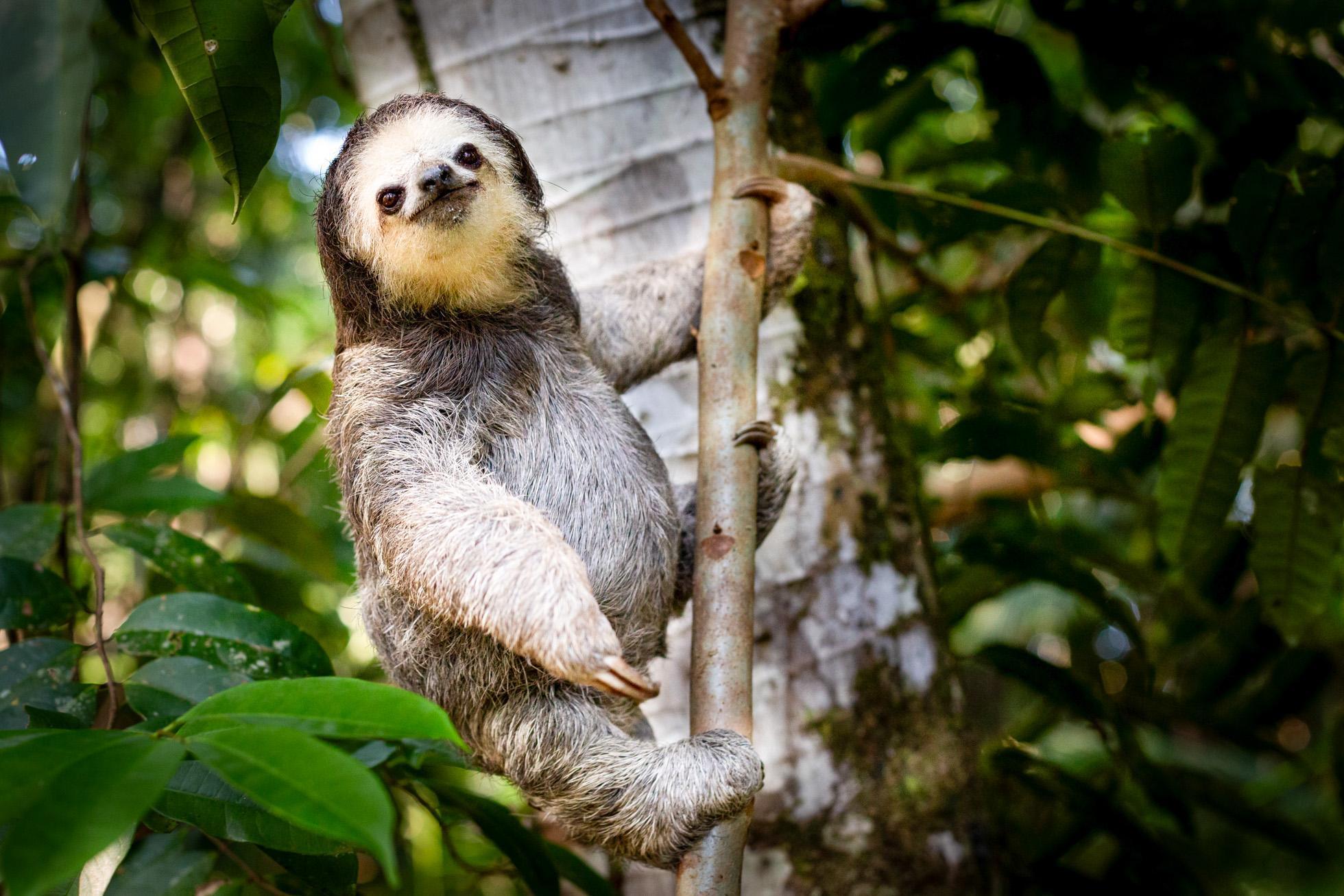 Le paresseux à trois doigts, le sourire de l’Amazonie - Terra Cultura
