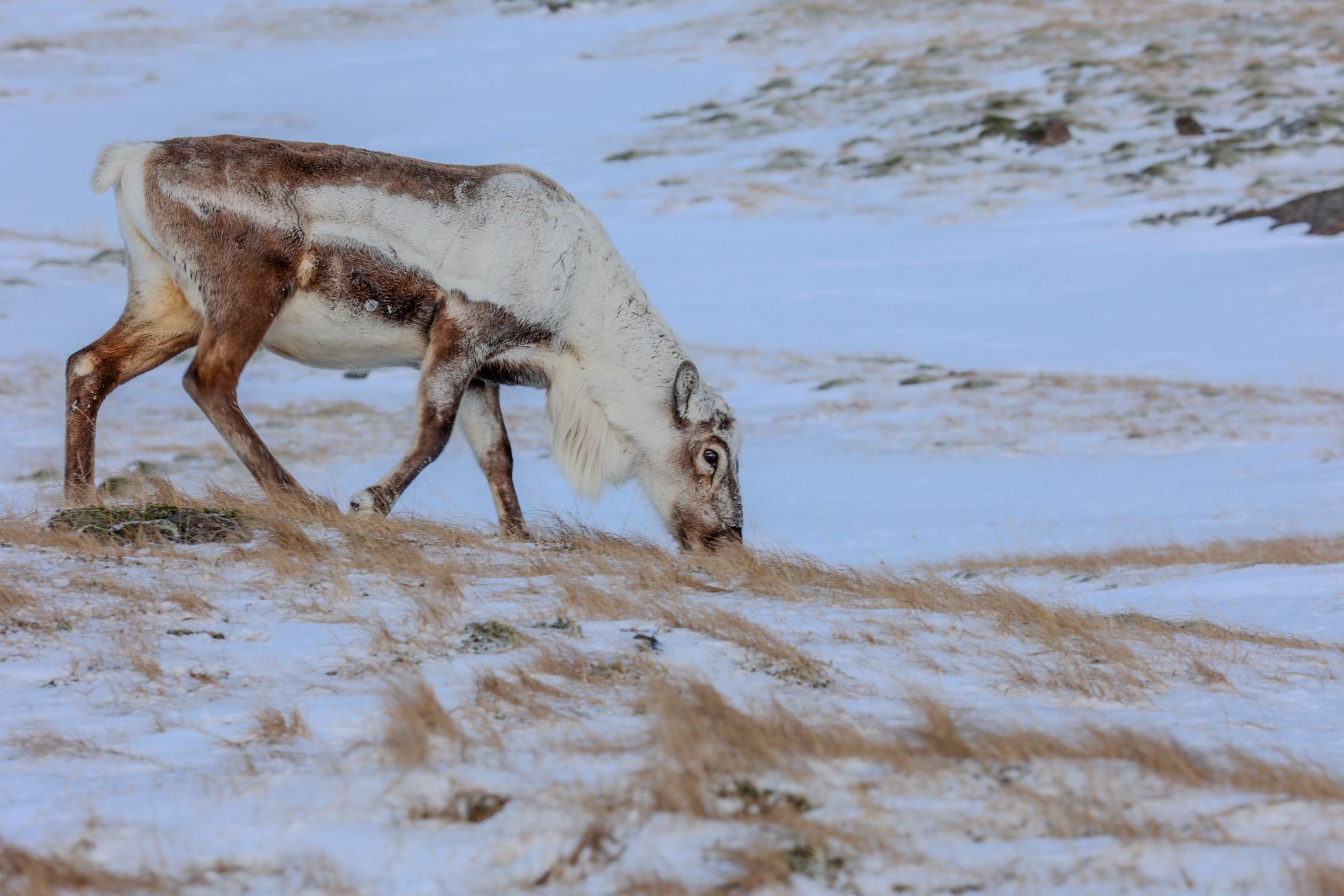 Reindeer in Iceland: a story of survival and adaptation - Terra Cultura