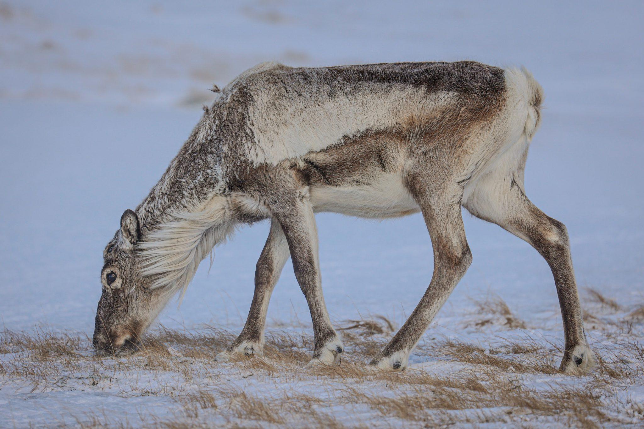 Reindeer in Iceland: a story of survival and adaptation - Terra Cultura