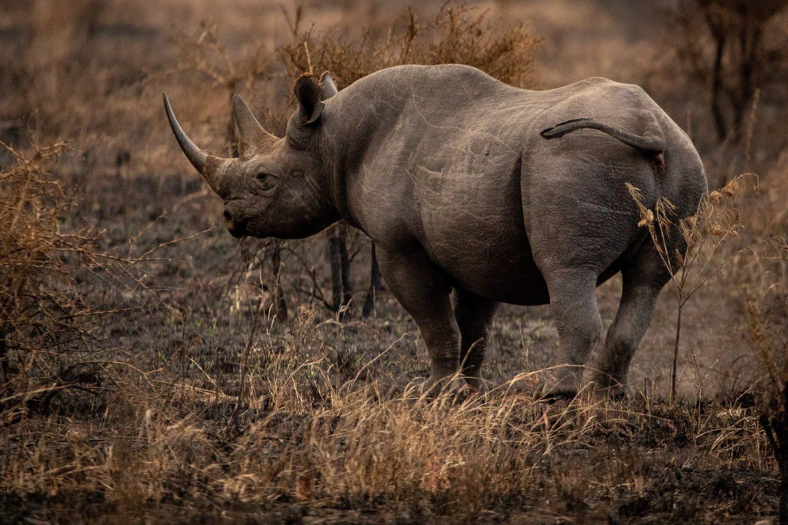 Africa's Big Five: Masters of the African Savannah - Terra Cultura