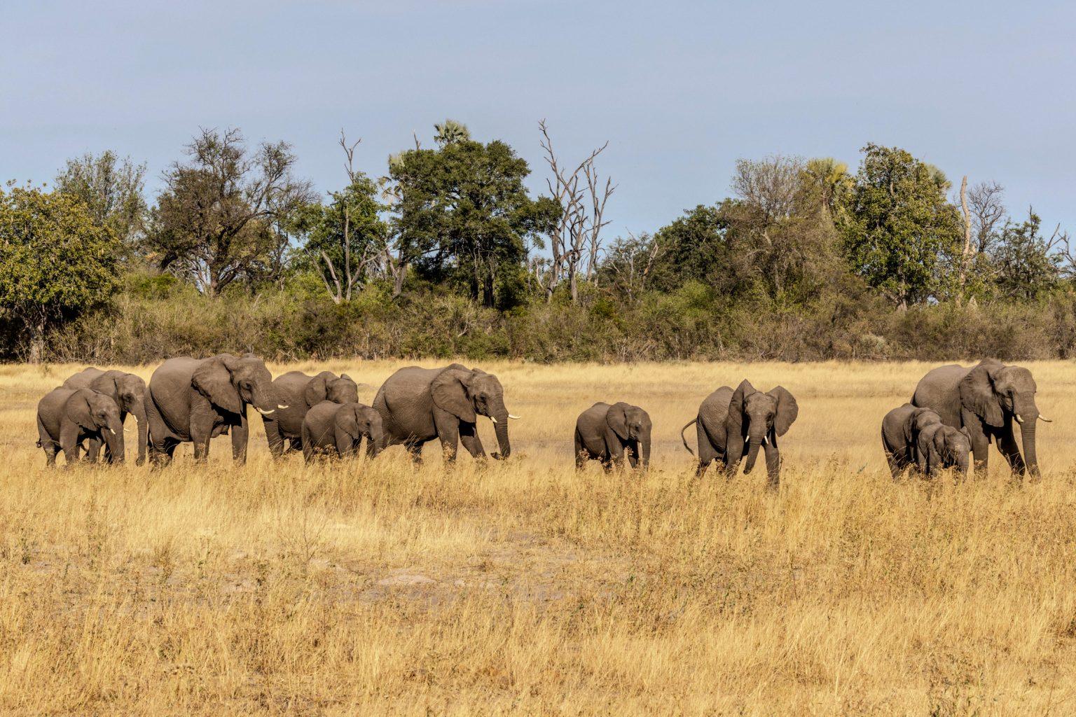 Africa's Big Five: Masters of the African Savannah - Terra Cultura