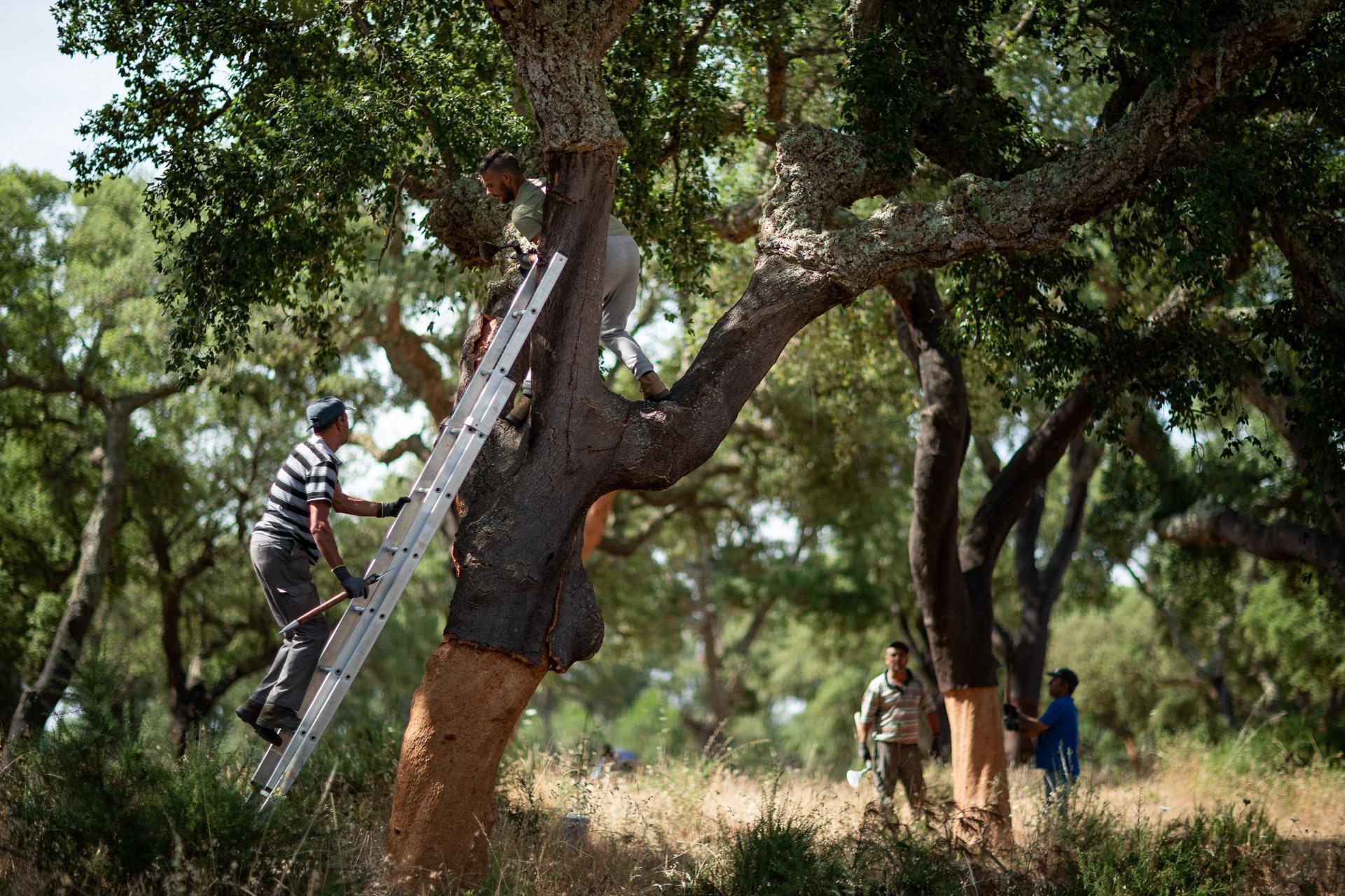 The cork oak of Portugal, a national pride - Terra Cultura