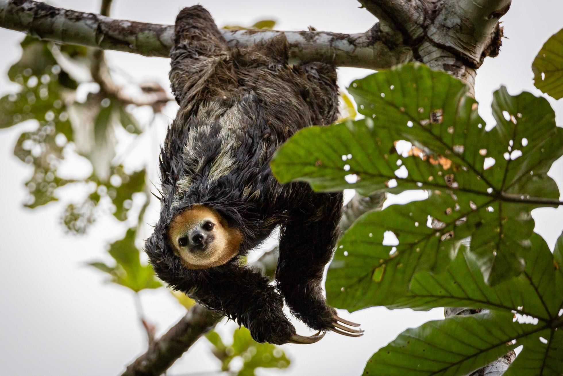 The three-toed sloth, the smile of the Amazon - Terra Cultura