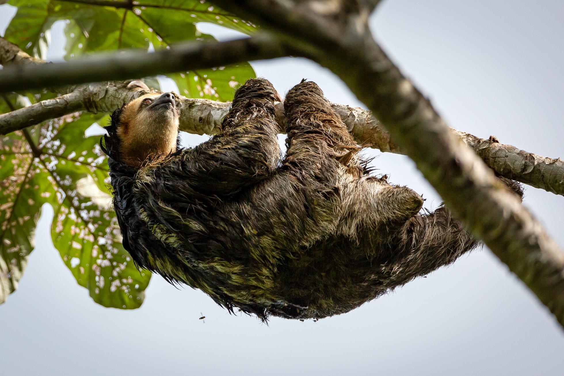 The three-toed sloth, the smile of the Amazon - Terra Cultura