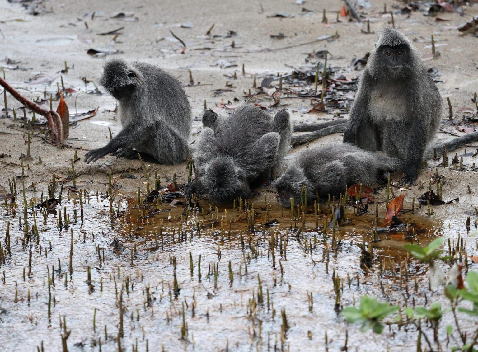 The Silver Langur: A Primate Adapted to the Mangroves of Asia - Terra ...