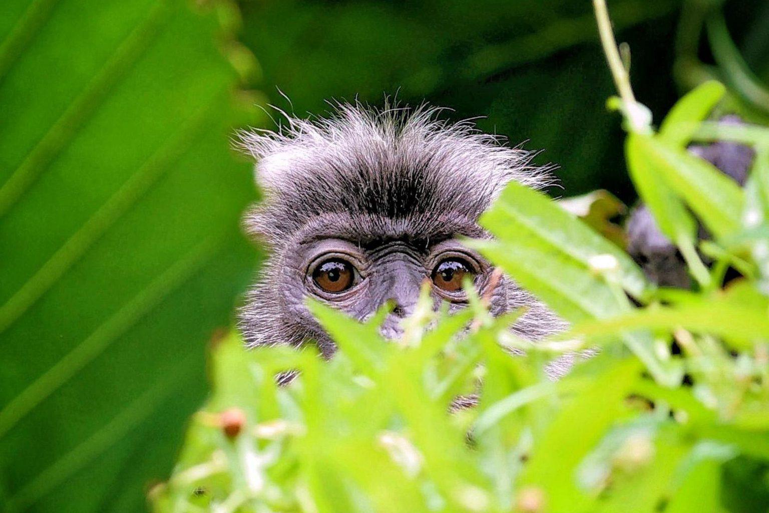 The Silver Langur: A Primate Adapted to the Mangroves of Asia - Terra ...
