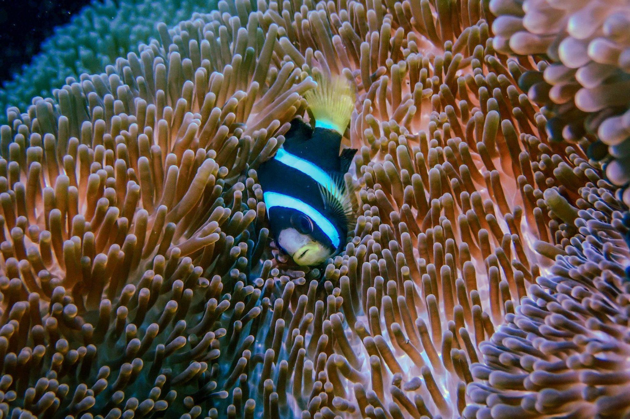 Clownfish: Symbiosis and Mutualism - Terra Cultura