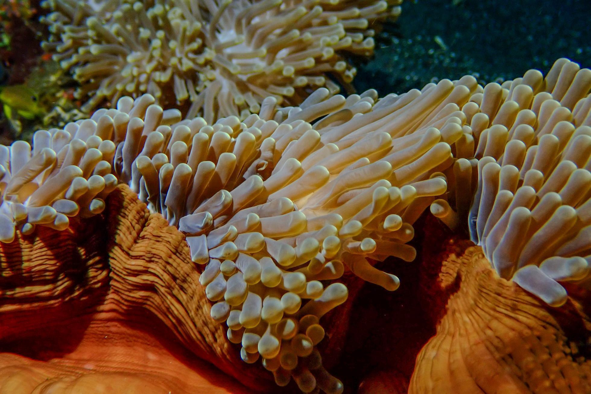 Clownfish: Symbiosis and Mutualism - Terra Cultura