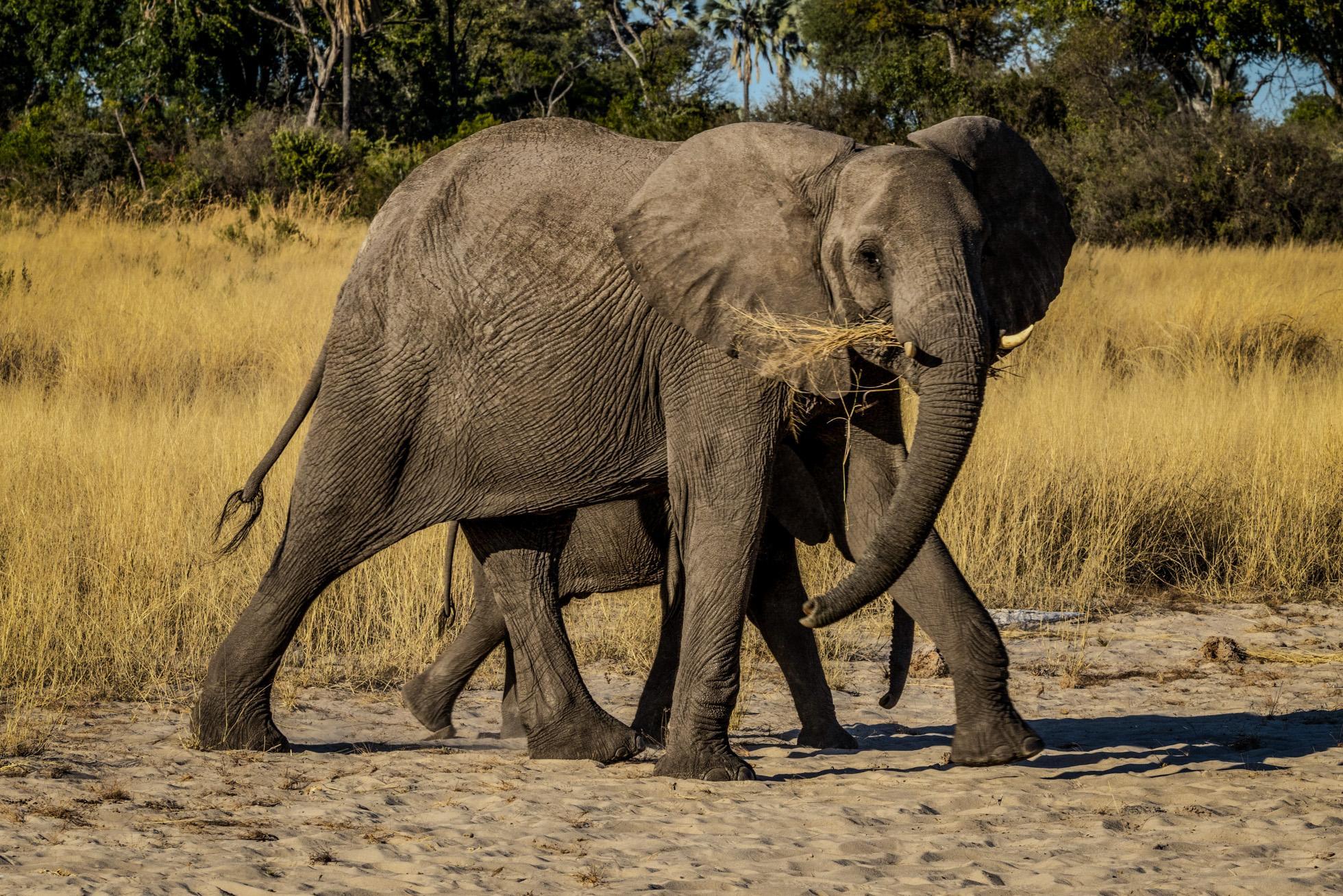 The African Elephant : The Largest Land Animal Under Threat - Terra Cultura