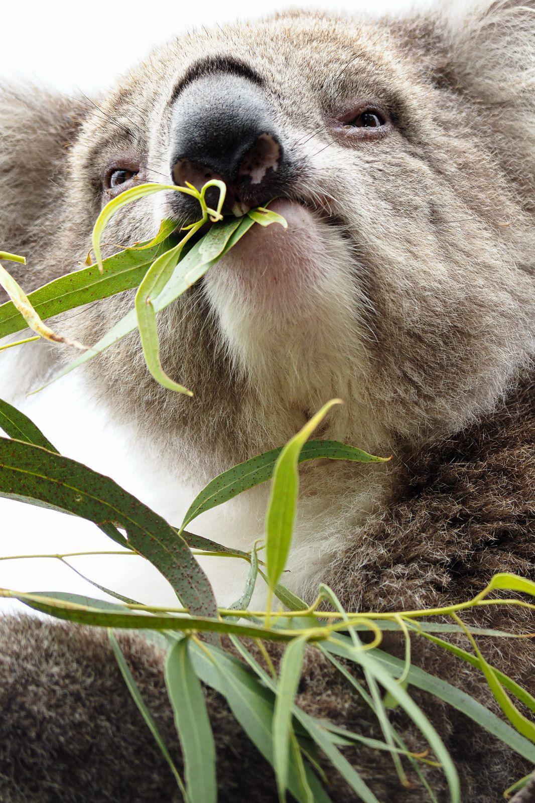 Koalas en péril : Quelles actions pour leur survie en Australie ...