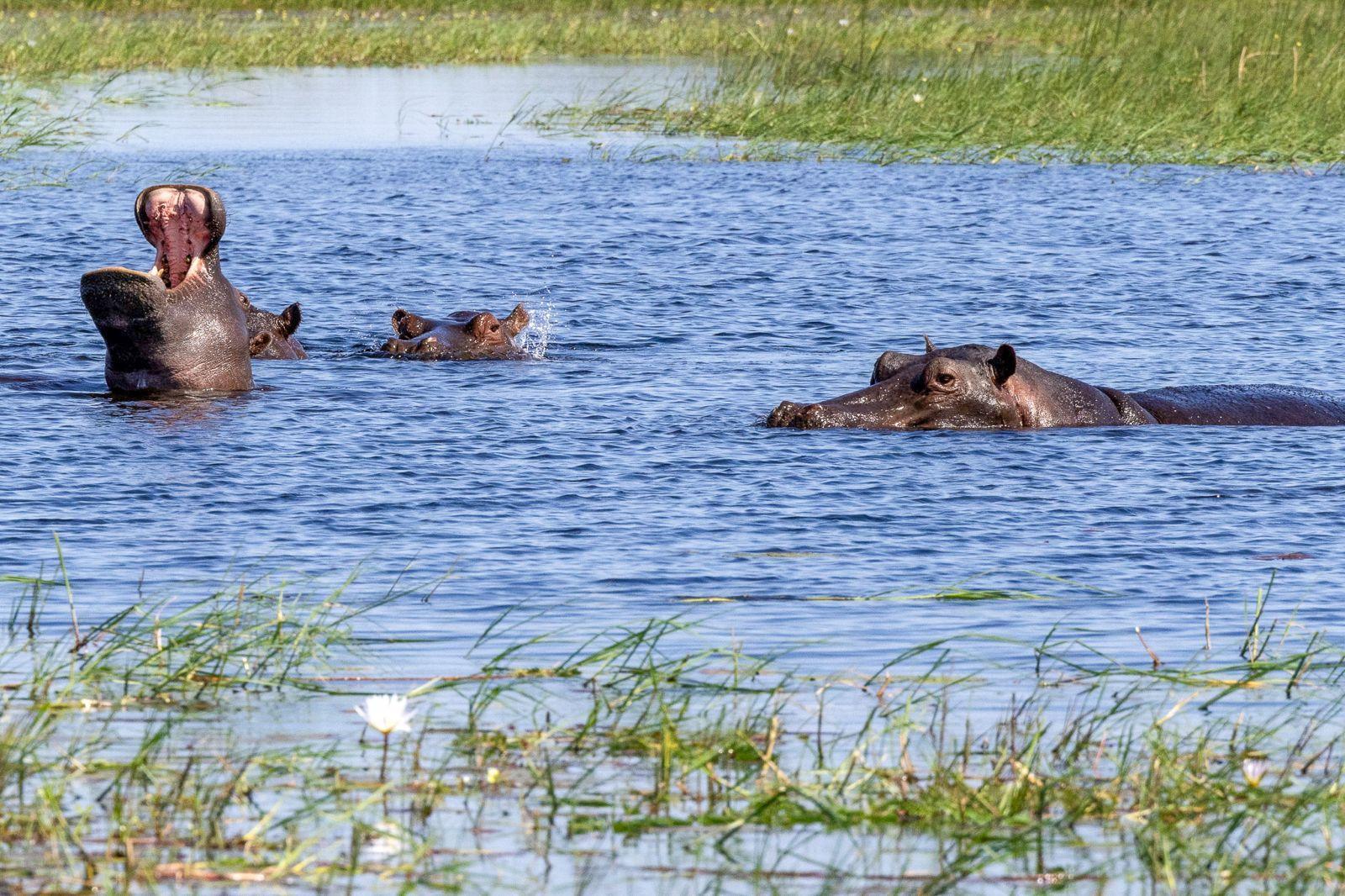 Hippopotamus: the weight of a giant, the fragility of an ecosystem - Terra Cultura