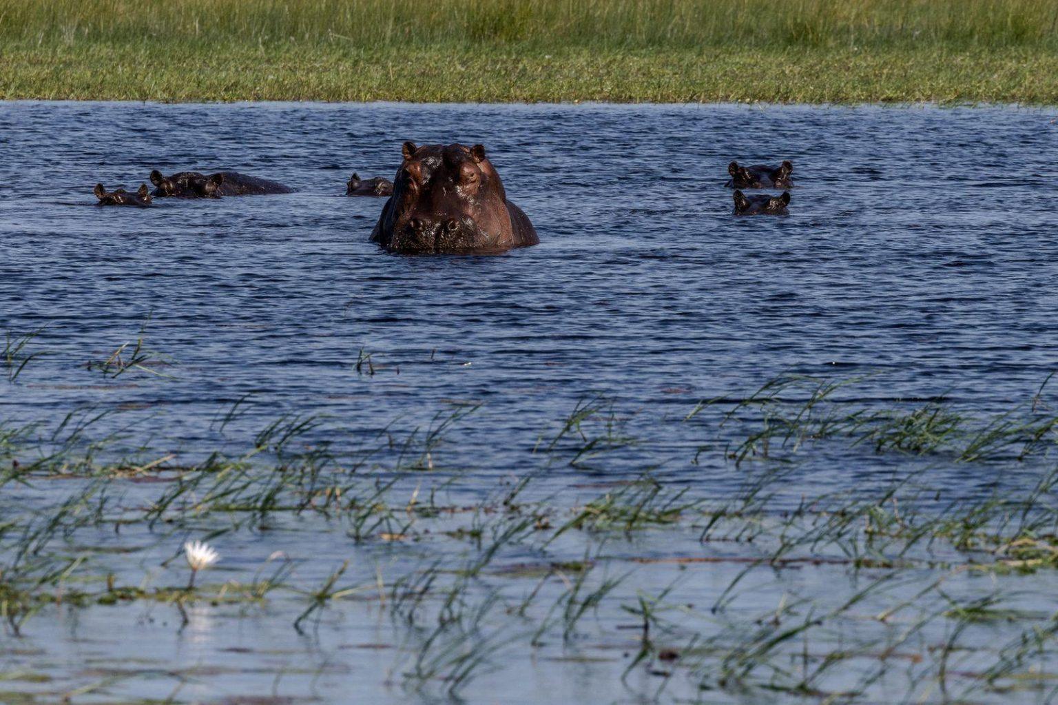 Hippopotamus: the weight of a giant, the fragility of an ecosystem - Terra Cultura