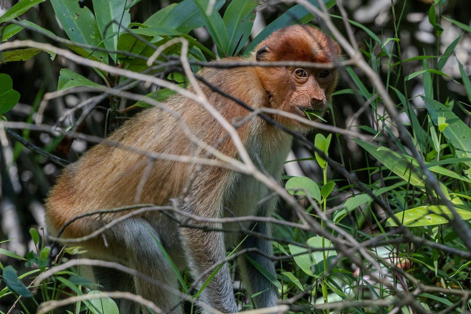 Why do proboscis monkeys have big noses? - Terra Cultura