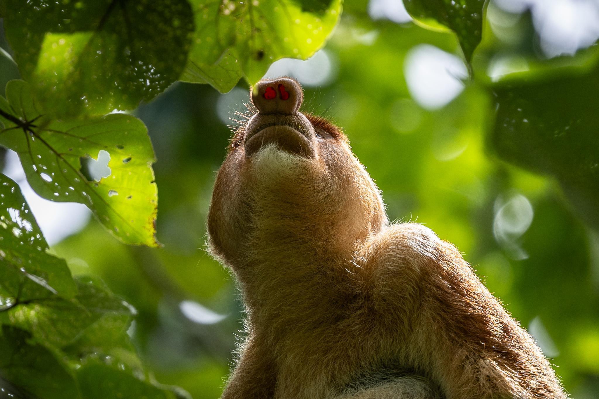 Pourquoi les singes nasiques ont-ils un gros nez ? - Terra Cultura