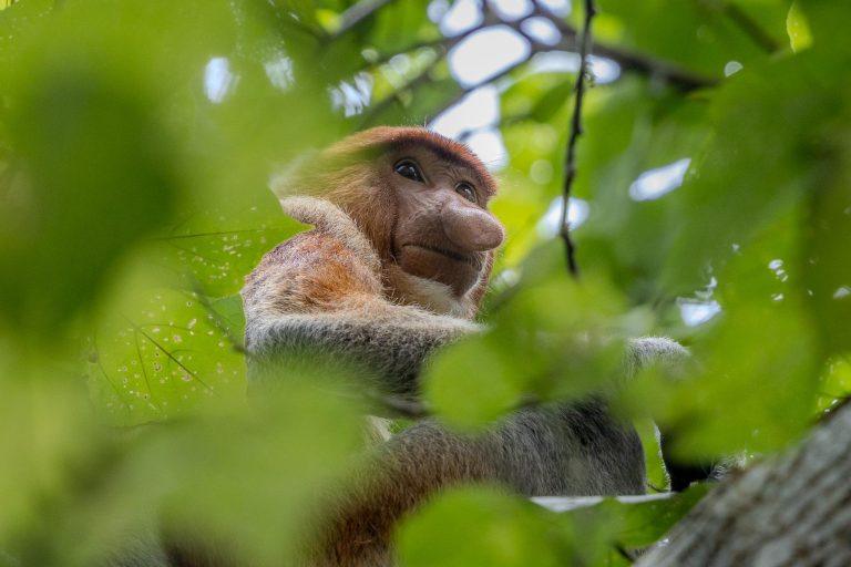 Pourquoi les singes nasiques ont-ils un gros nez ? - Terra Cultura