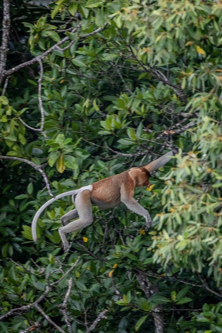 Pourquoi les singes nasiques ont-ils un gros nez ? - Terra Cultura