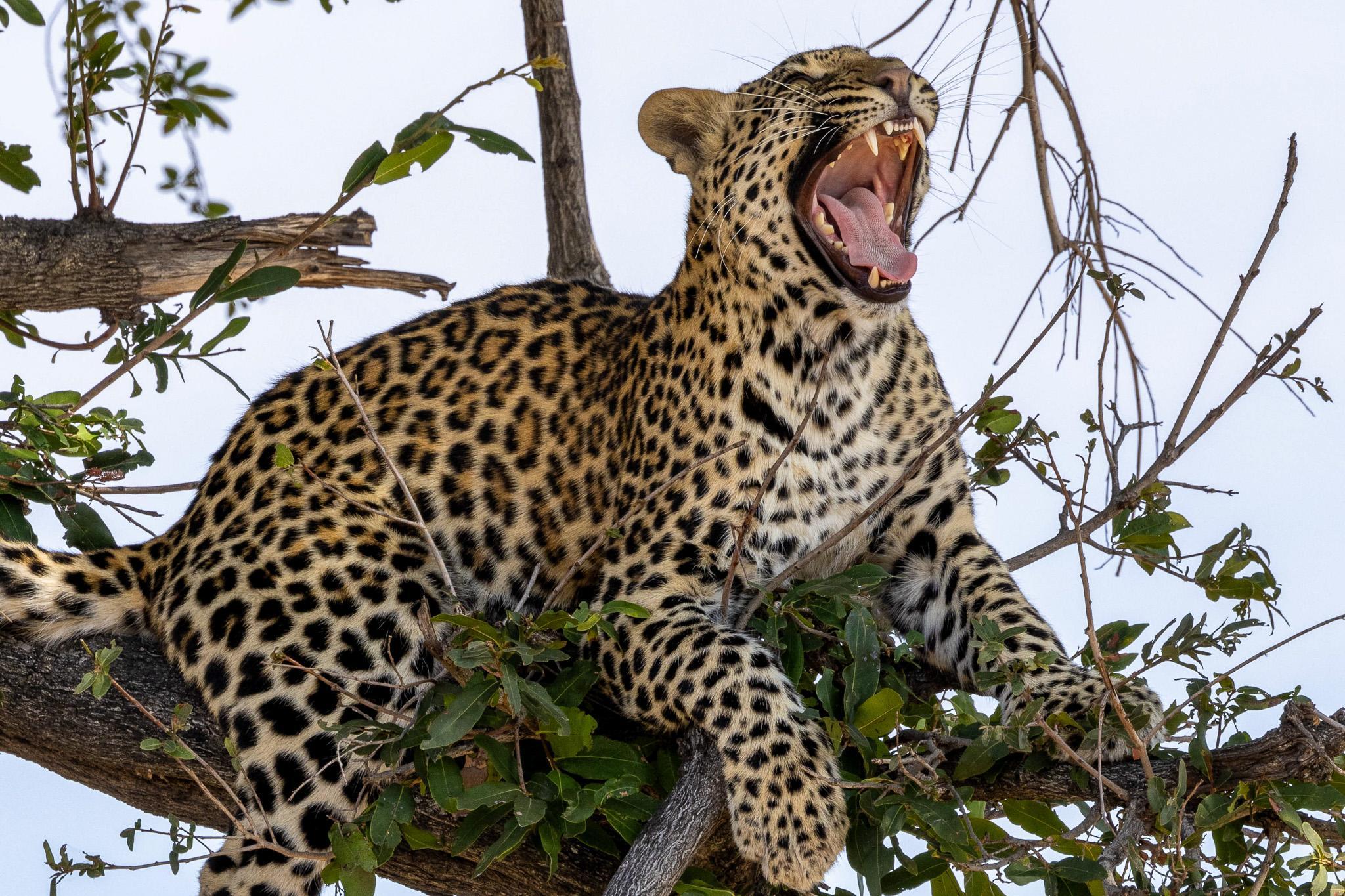 Le léopard d’Afrique : un prédateur discret au cœur des savanes - Terra ...