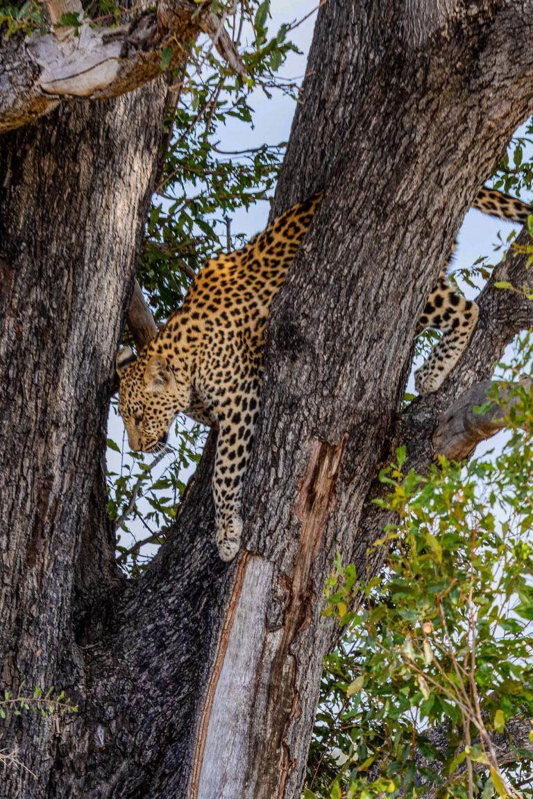 Le léopard d’Afrique : un prédateur discret au cœur des savanes - Terra ...