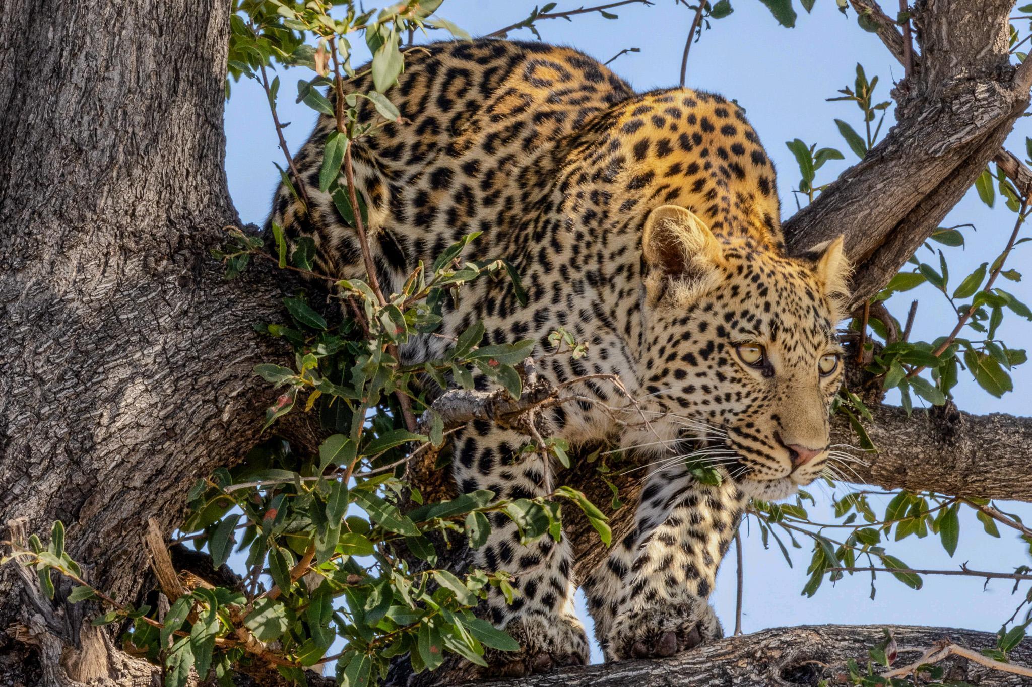 Le léopard d’Afrique : un prédateur discret au cœur des savanes - Terra ...