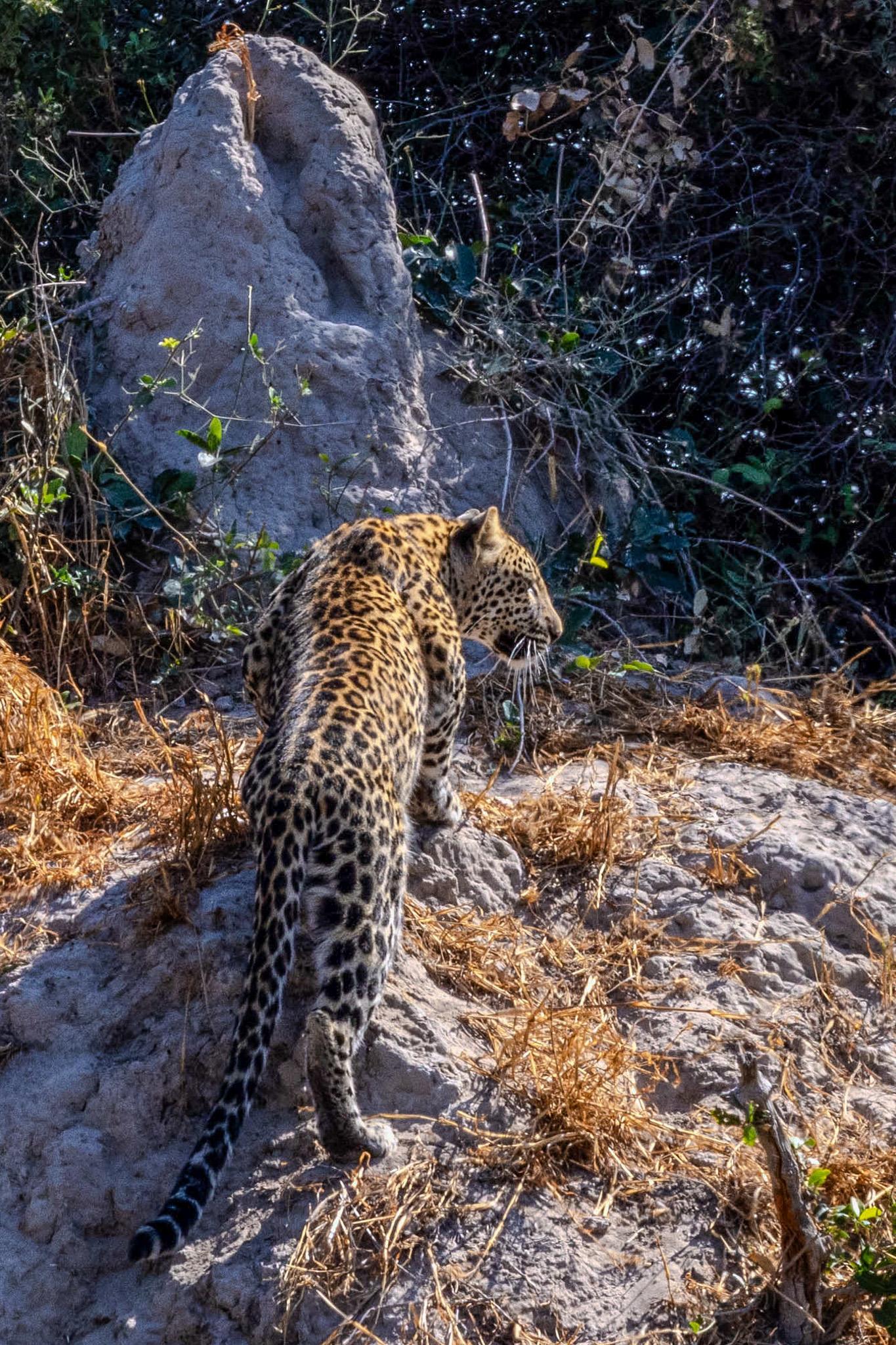 The African Leopard: A Stealthy Predator at the Heart of the Savannahs ...