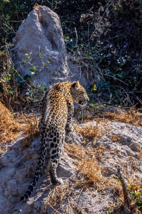 Le léopard d’Afrique : un prédateur discret au cœur des savanes - Terra ...
