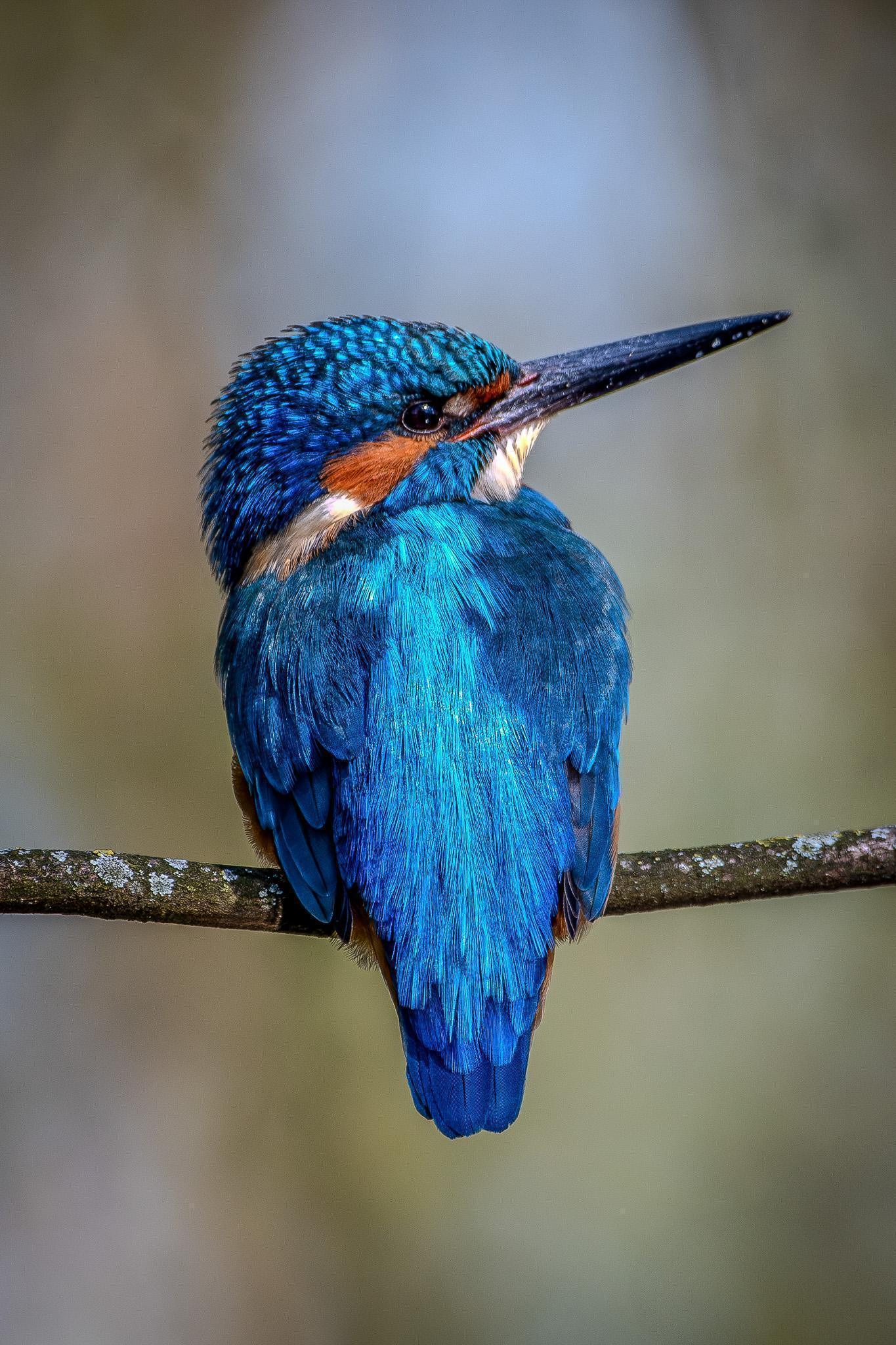 Le Martin-Pêcheur d’Europe : éclat bleu sur les rivières sauvages ...